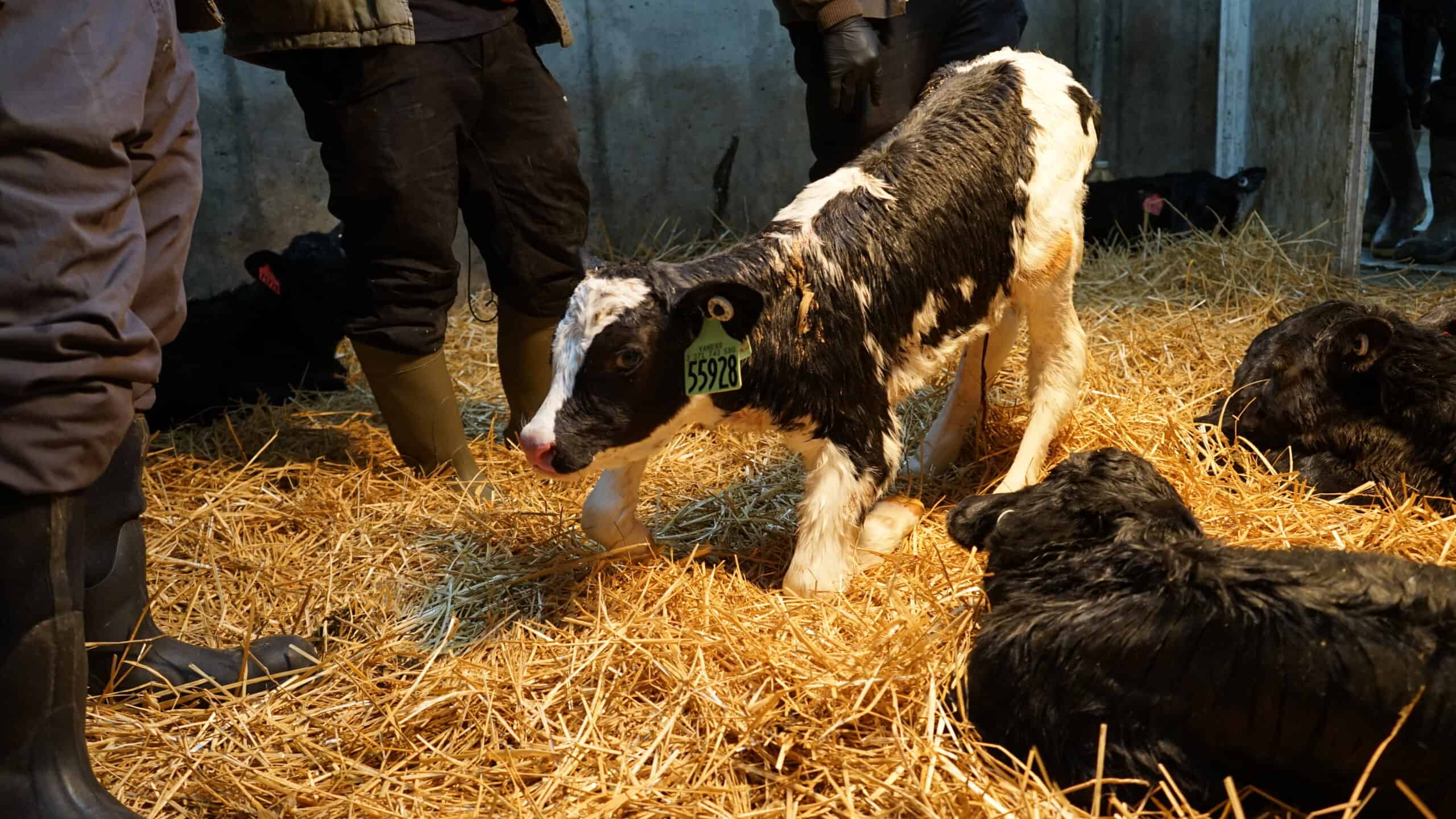 Golden Calf Company: Healthy calves equal high-producing cows - The ...