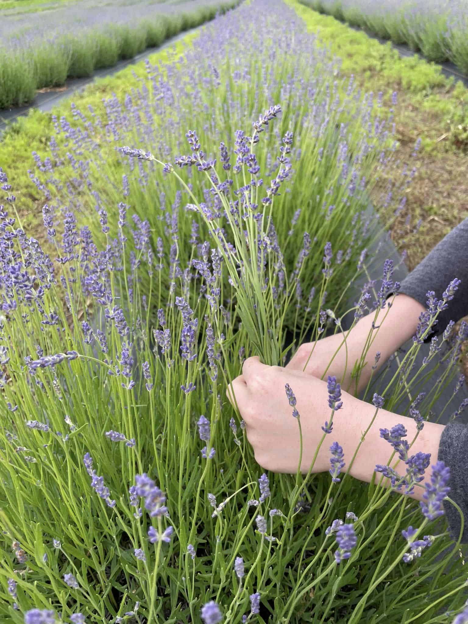 Pondview Lavender Farm: A budding business - The Business News
