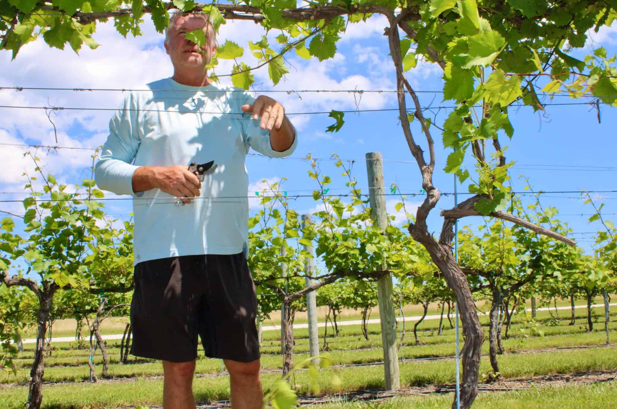 Local wineries on a mission to redefine Wisconsin wine - The Business News