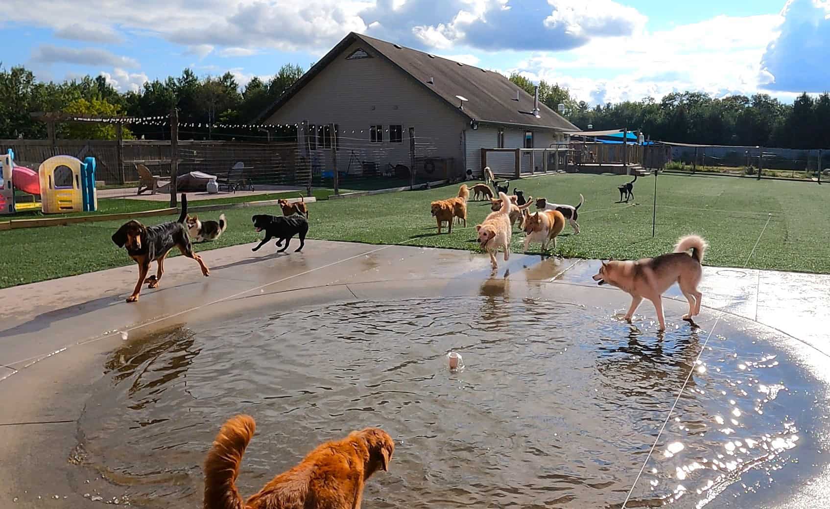 Tails never stop wagging at Dee-O-Gee Care - The Business News