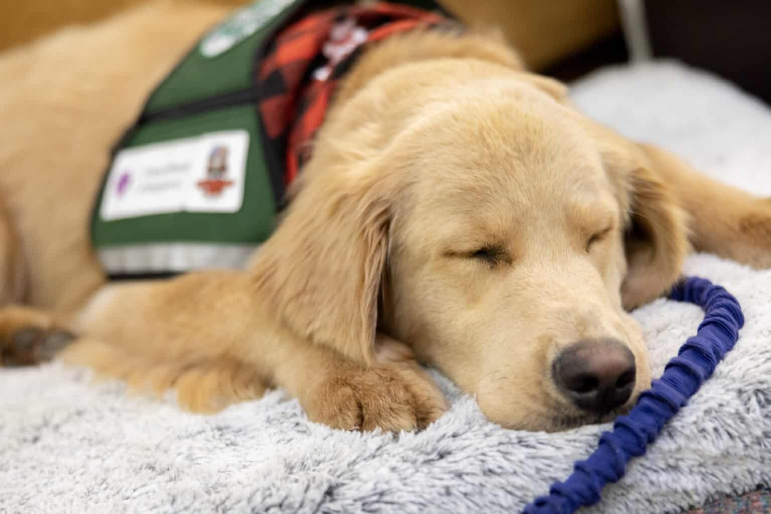 Mad Dog & Merrill: Fired up for 15th season - The Business News