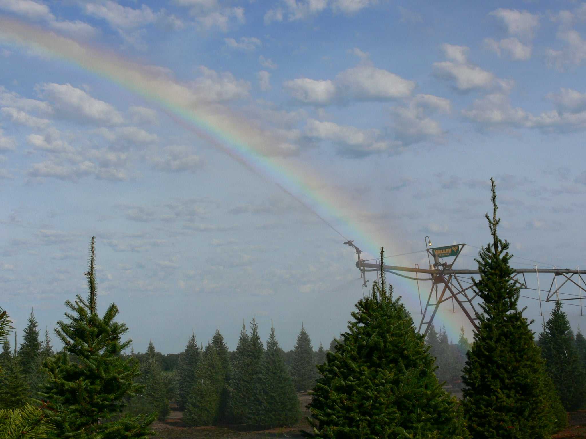 Growing family traditions, one pine tree at a time - The Business News