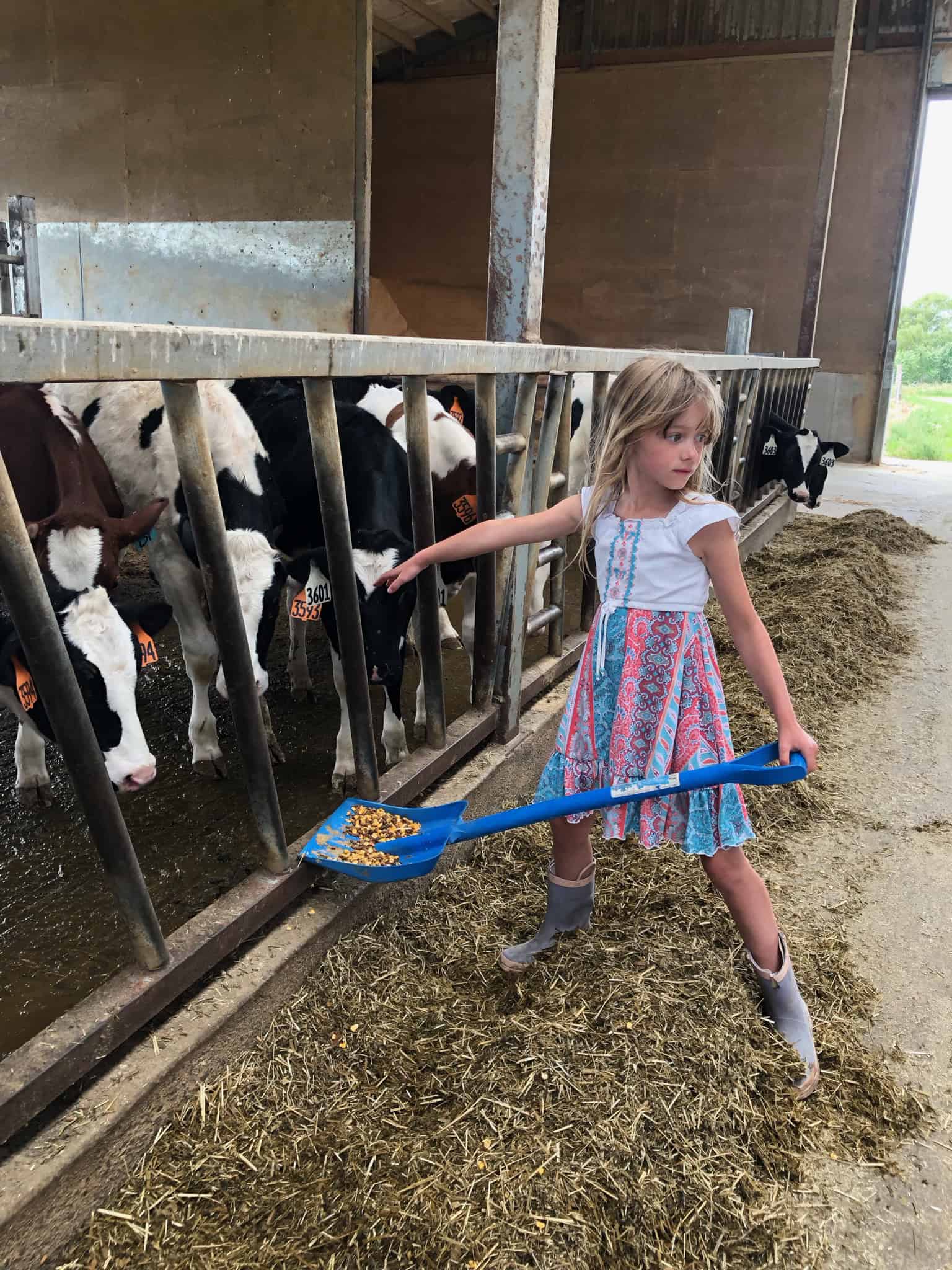 Pollack Dairy set to host annual county Breakfast on the Farm - The ...