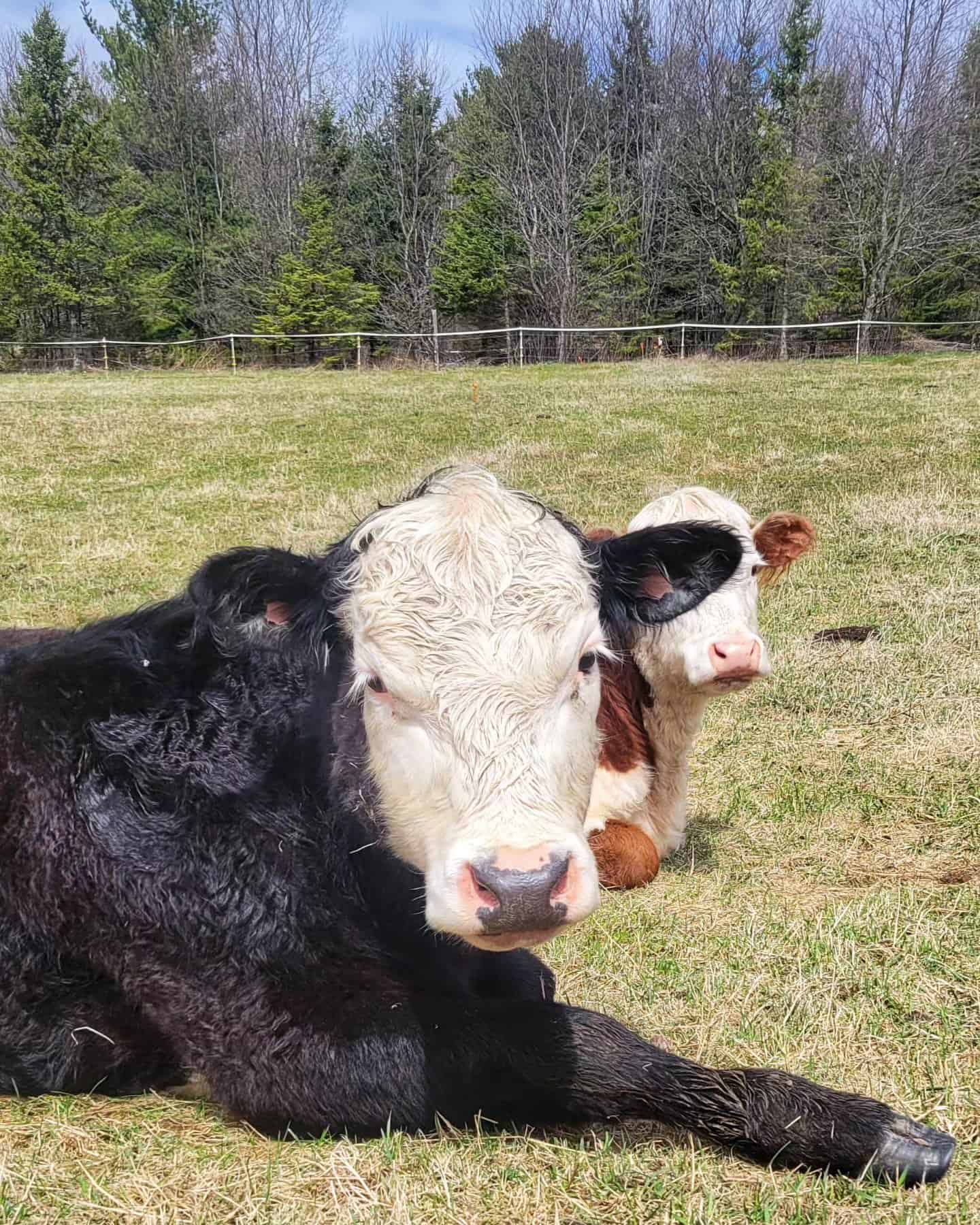 Farm-fresh meats raised responsibly at Huhta Homestead - The Business News