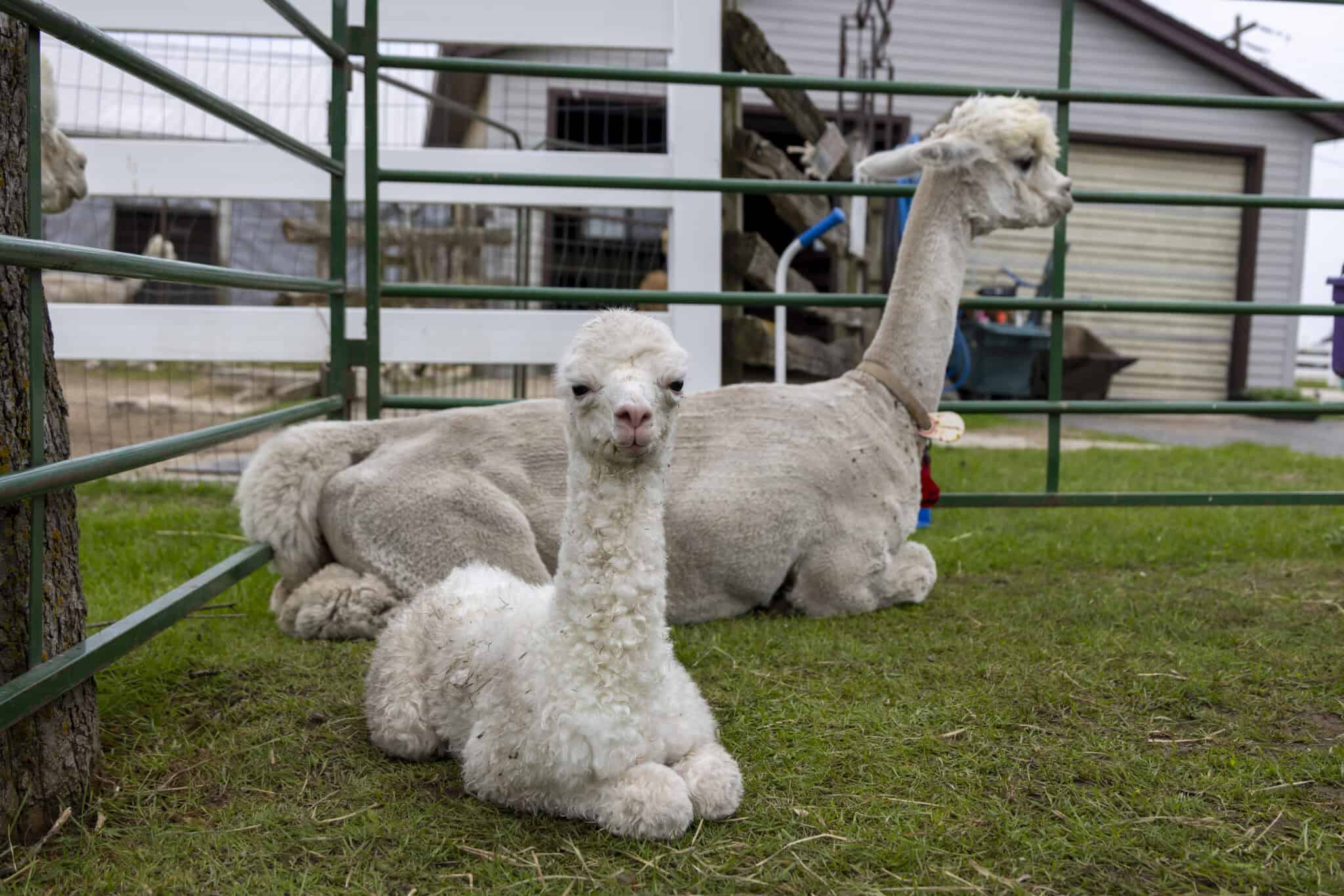 LondonDairy Alpaca Ranch in Two Rivers offers unique experience - The ...