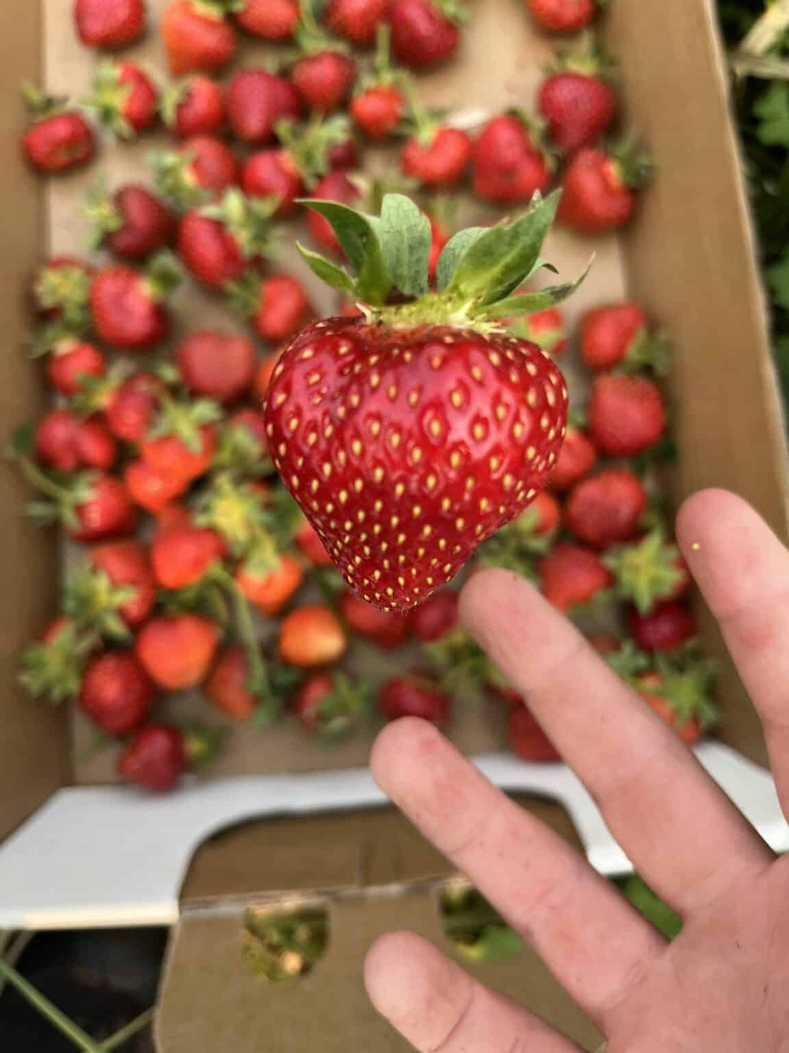 Strawberries are just the beginning at White Pine Berry Farm - The ...