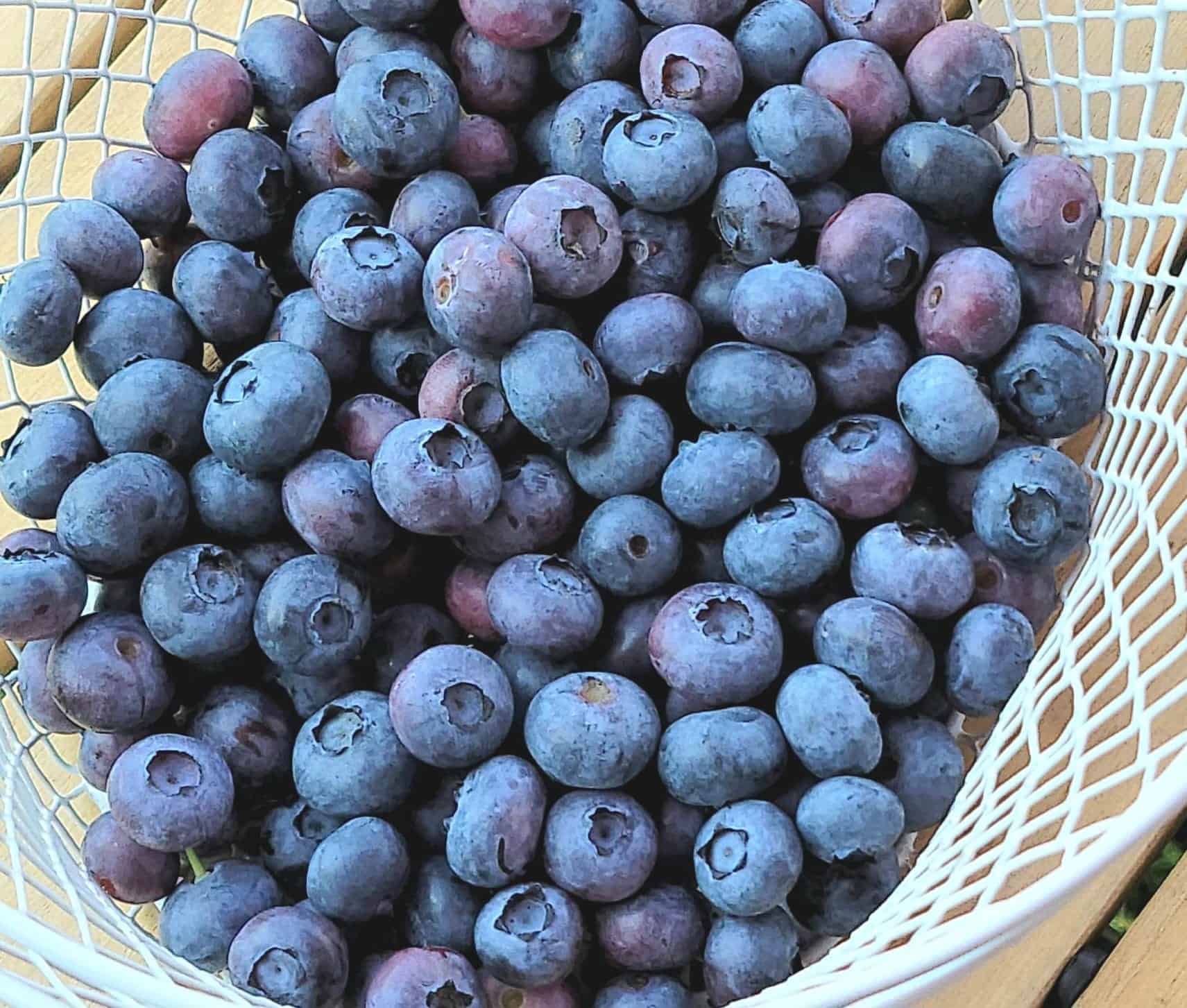From beginners to blueberry pros: A journey of learning, growth - The ...