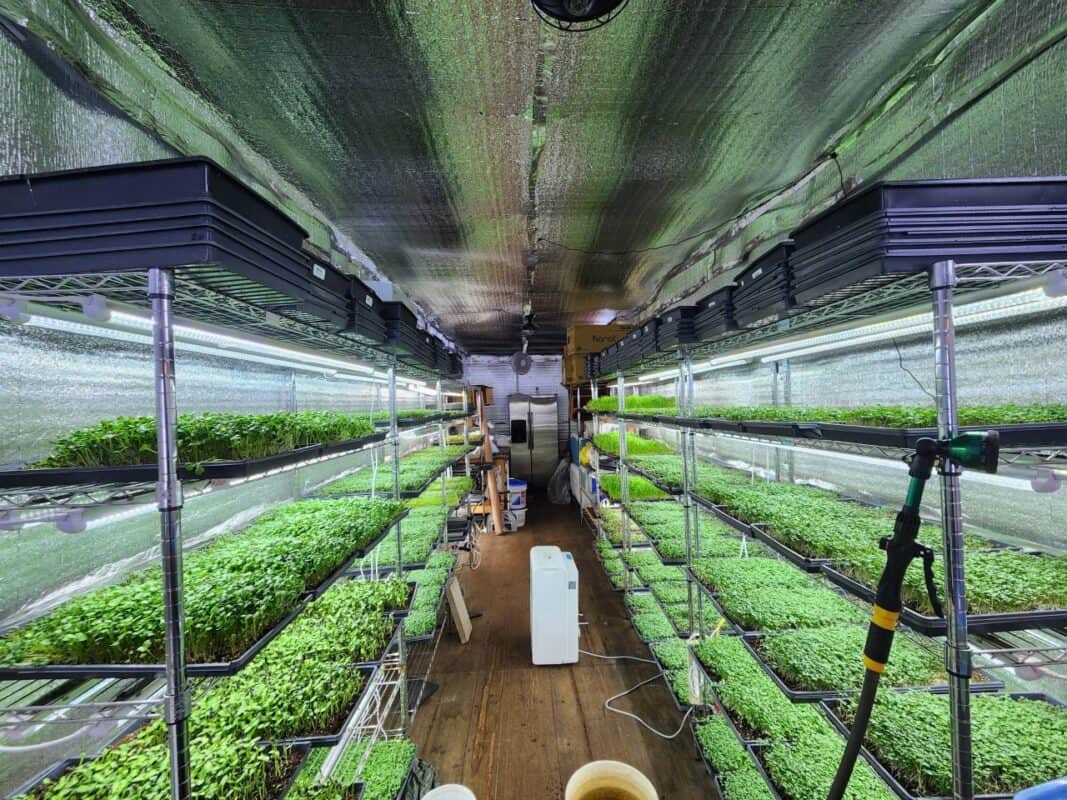 Farm Doc Microgreens: Where less is more when it comes to nutrition ...