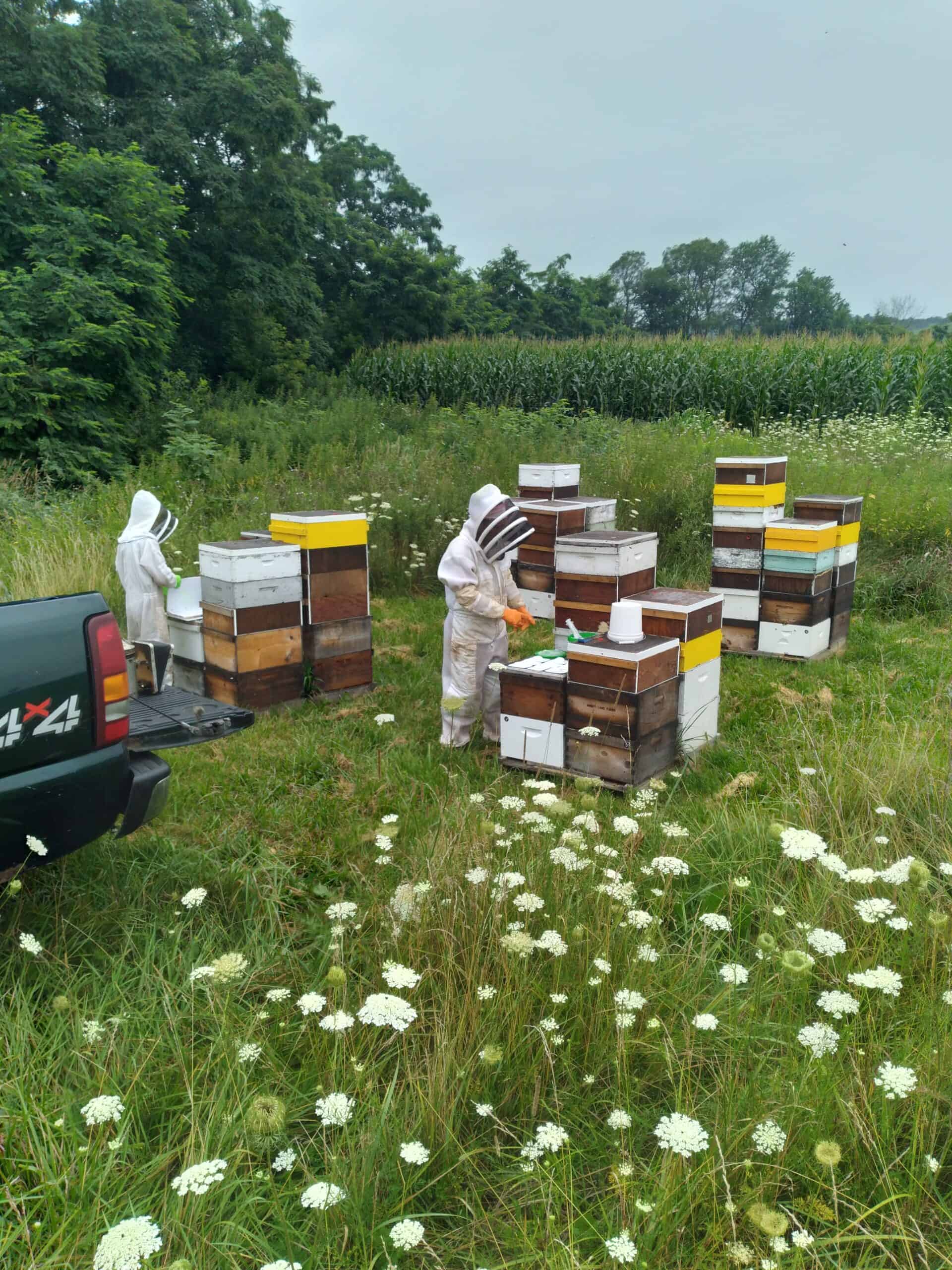 Lucky Frank Farms: ‘We were always meant to bee’ - The Business News