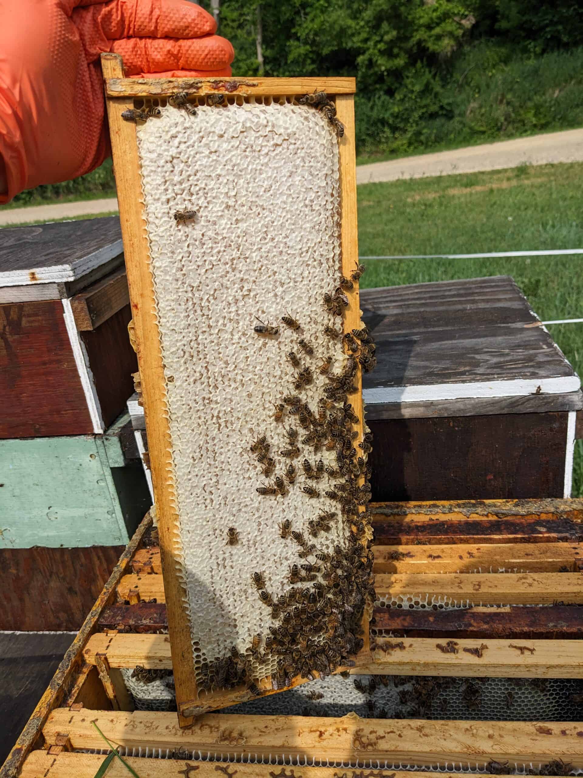 Lucky Frank Farms: ‘We were always meant to bee’ - The Business News