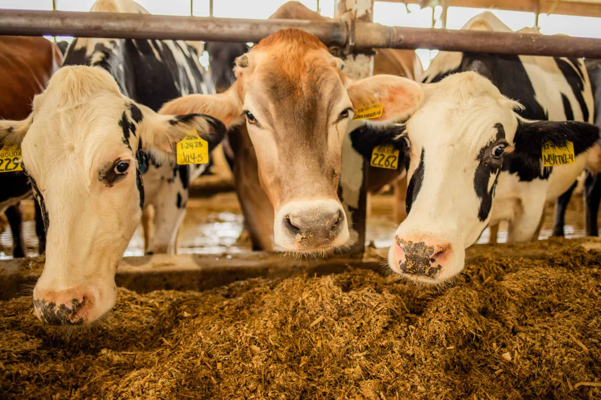 Nothing but Gouda times in America’s Dairyland - The Business News