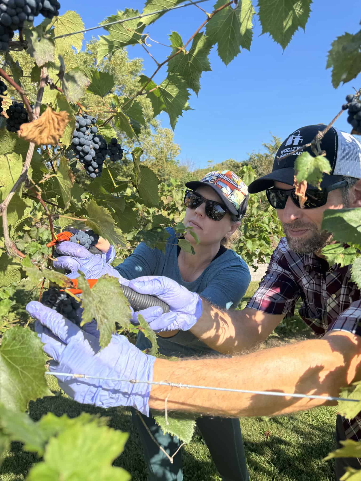 Wolf & Fox Winery: A Wisconsin homestead experience - The Business News