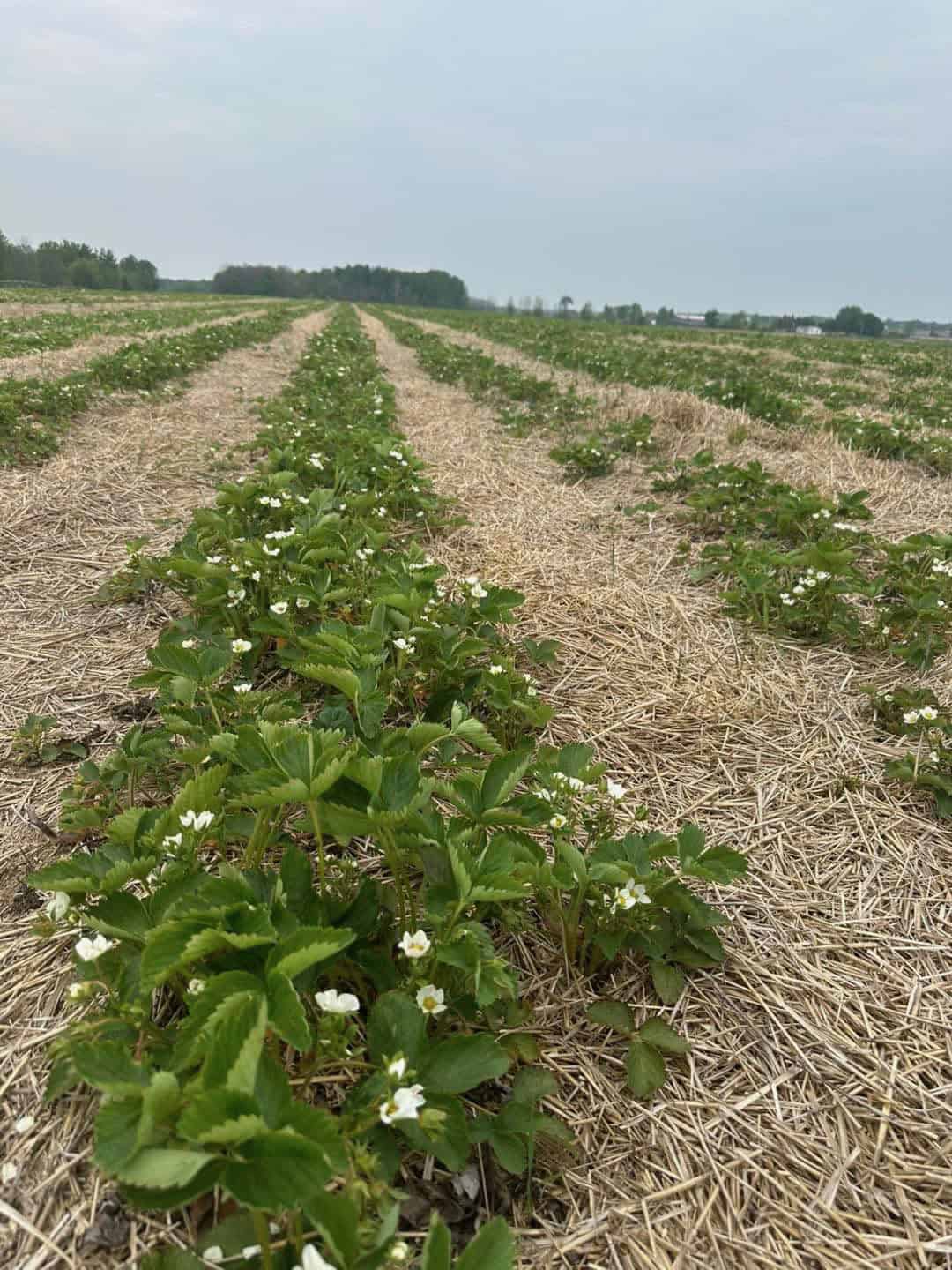 Wilfert Farms – where a willingness to change grows opportunity - The ...
