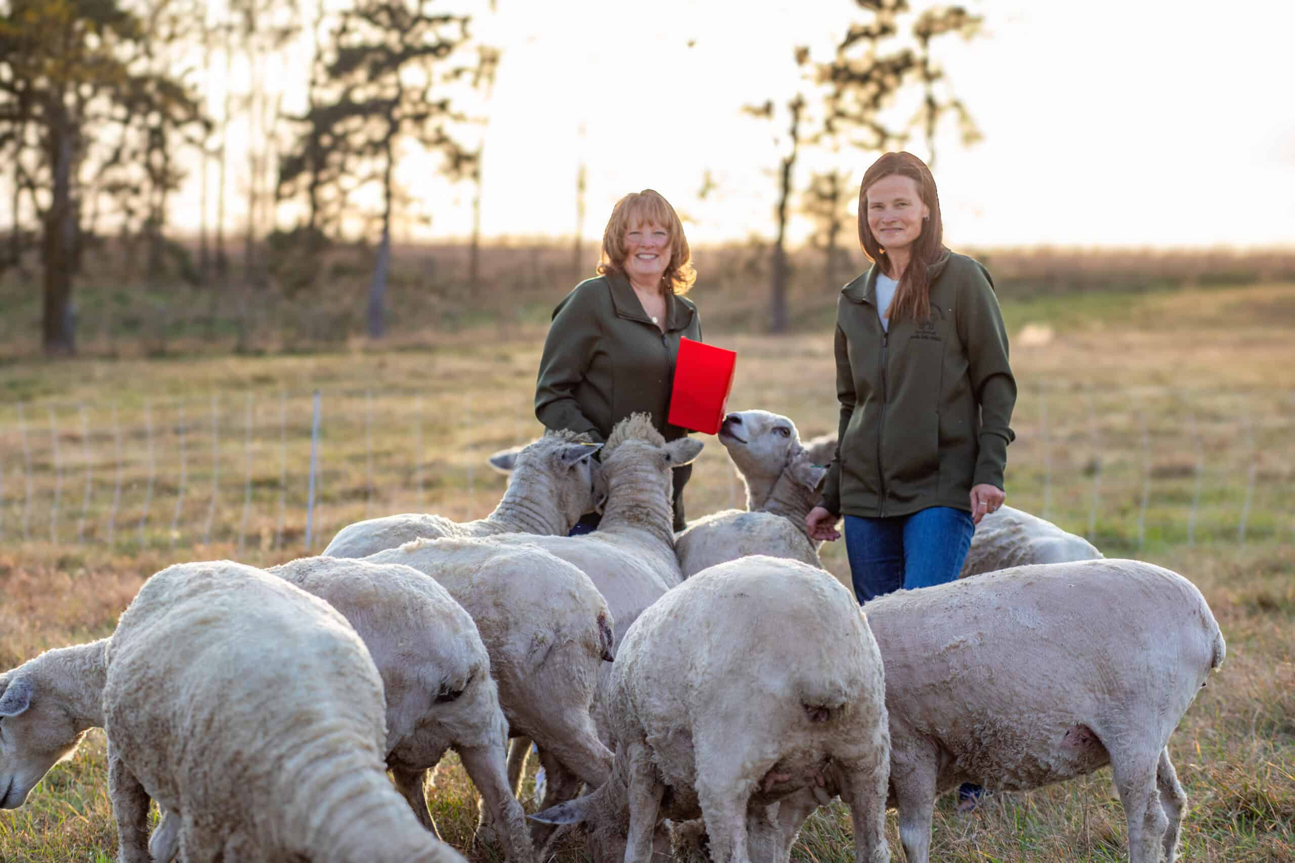 Shepherding a n-ewe business toward success - The Business News