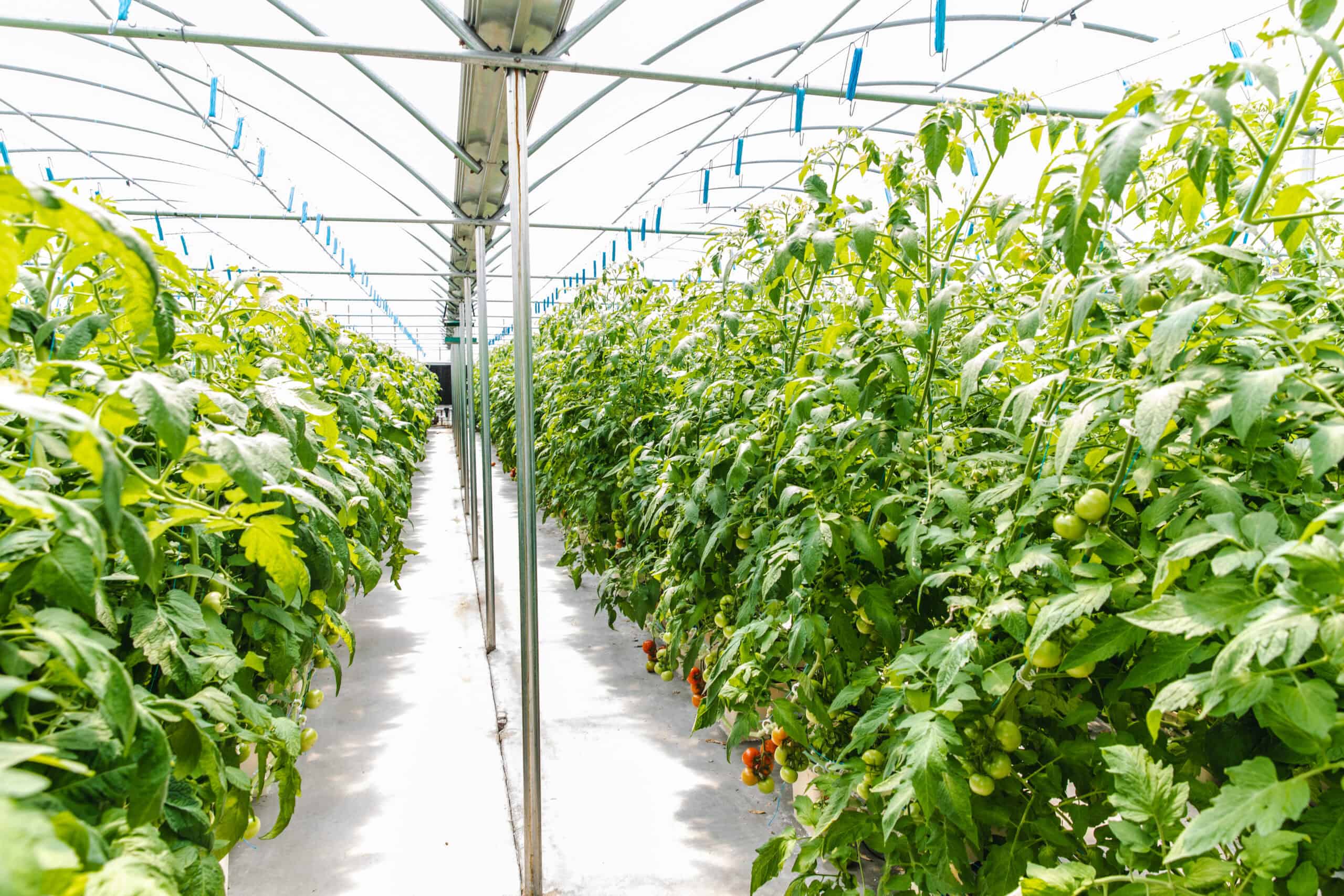 Canopy Gardens enters second generation of hydroponic farming - The ...