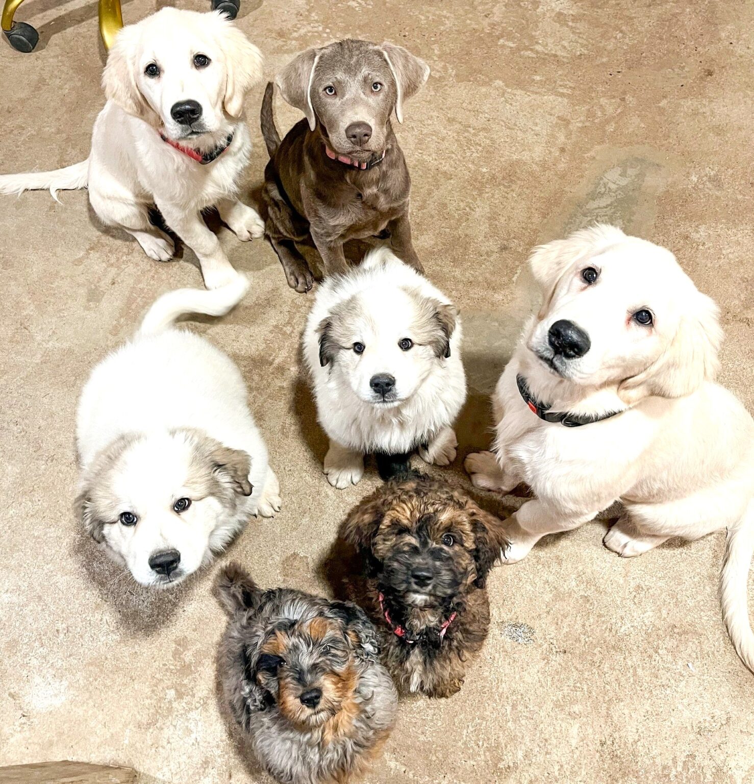 Dog boarding business rooted in Amish country values - The Business News