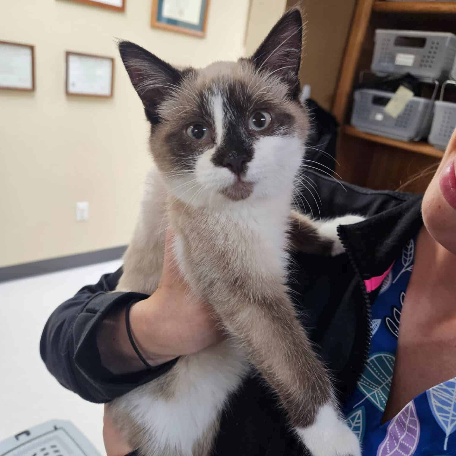 Green Bay’s Oak View Veterinary Hospital bursting at seams - The ...