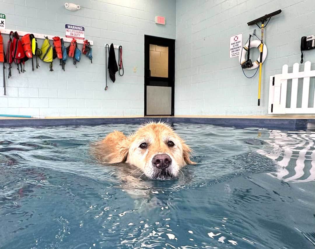 Animal Matters Training & Swim ‘making waves’ in De Pere - The Business ...